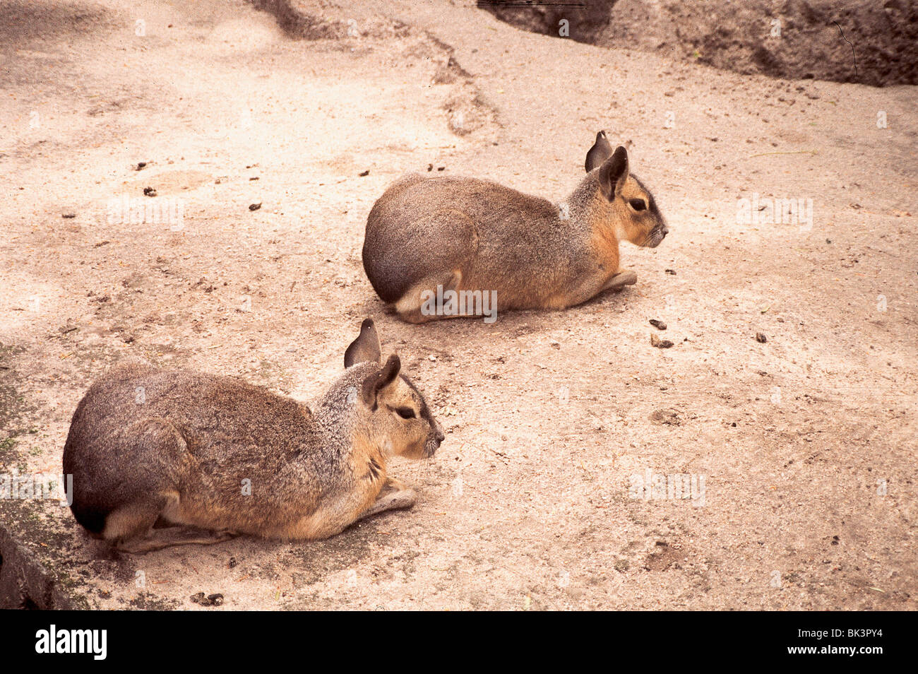 Near threatened nt hi-res stock photography and images - Alamy