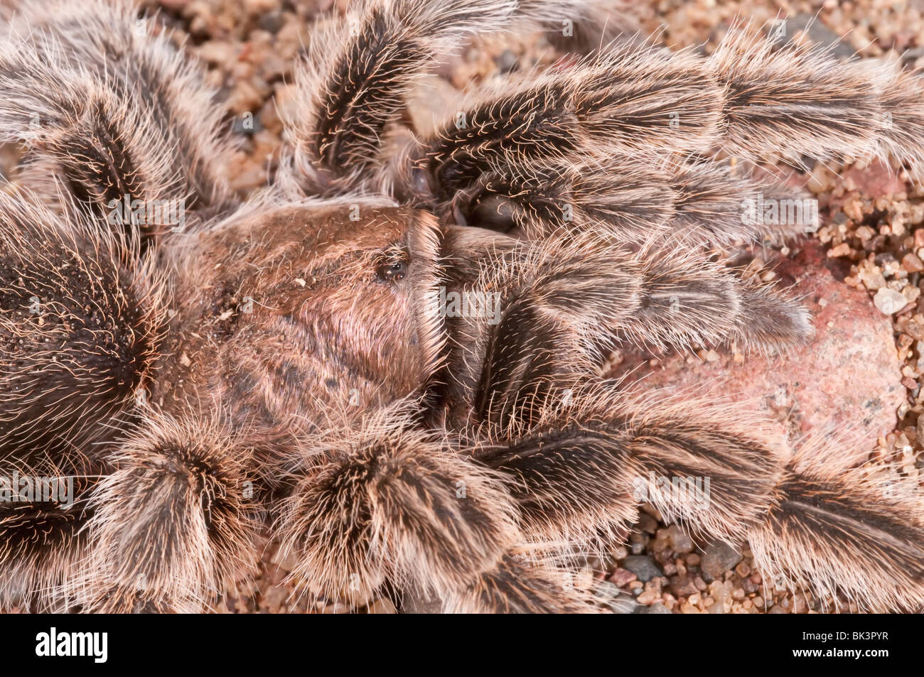Chilean Red Haired Tarantula High Resolution Stock Photography and ...
