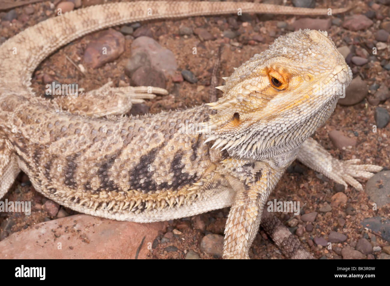 Inland or central bearded dragon, Pogona vitticeps, native to arid and ...