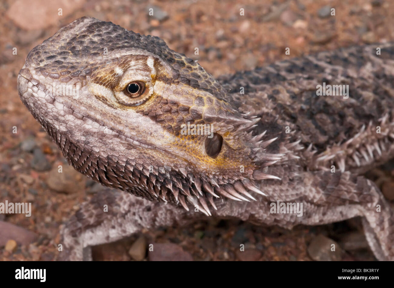 Inland or central bearded dragon, Pogona vitticeps, native to arid and ...