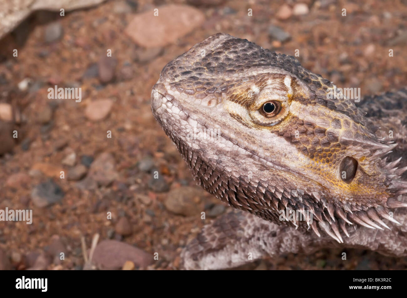Inland or central bearded dragon, Pogona vitticeps, native to arid and ...