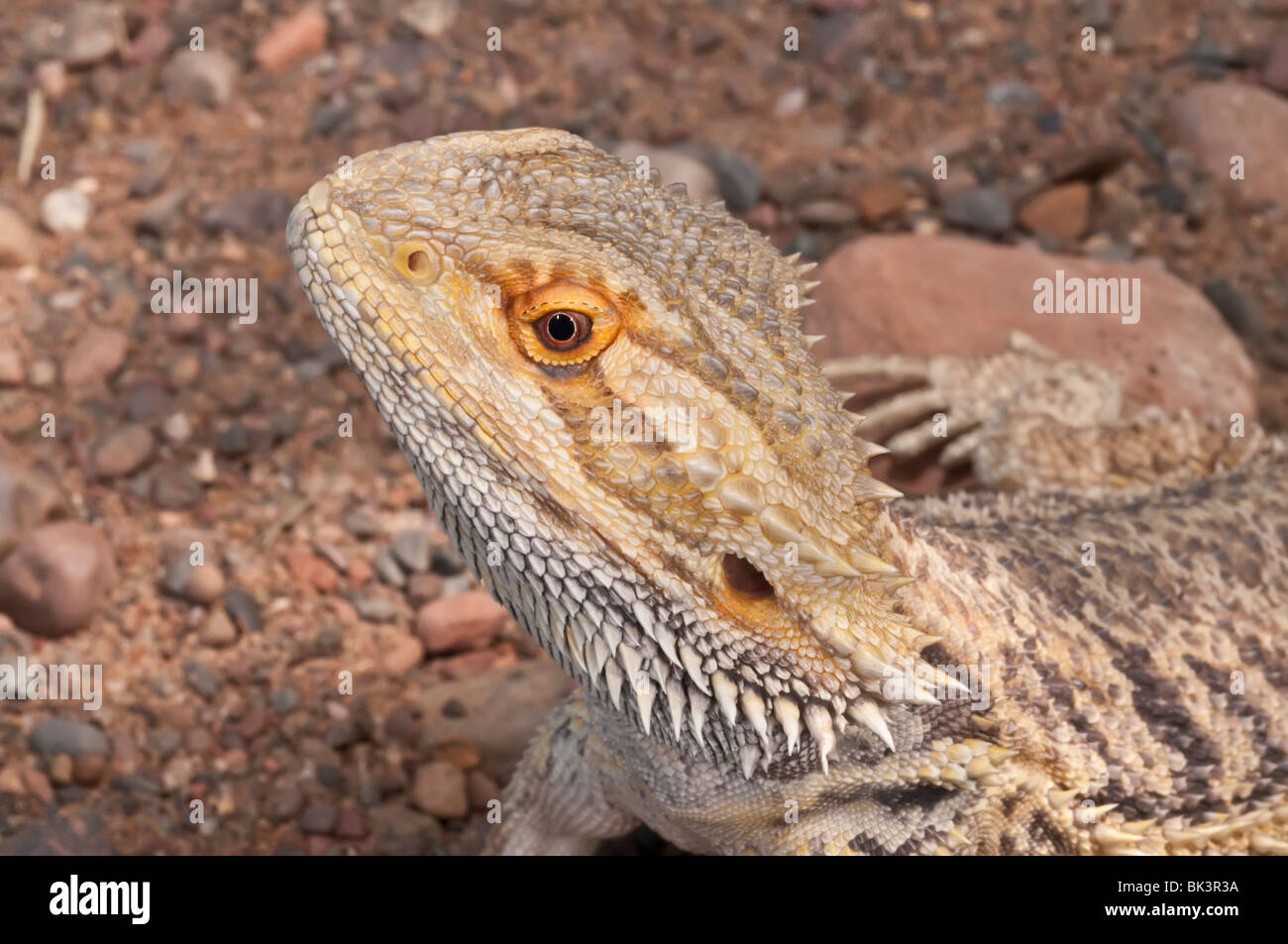 Inland or central bearded dragon, Pogona vitticeps, native to arid and ...