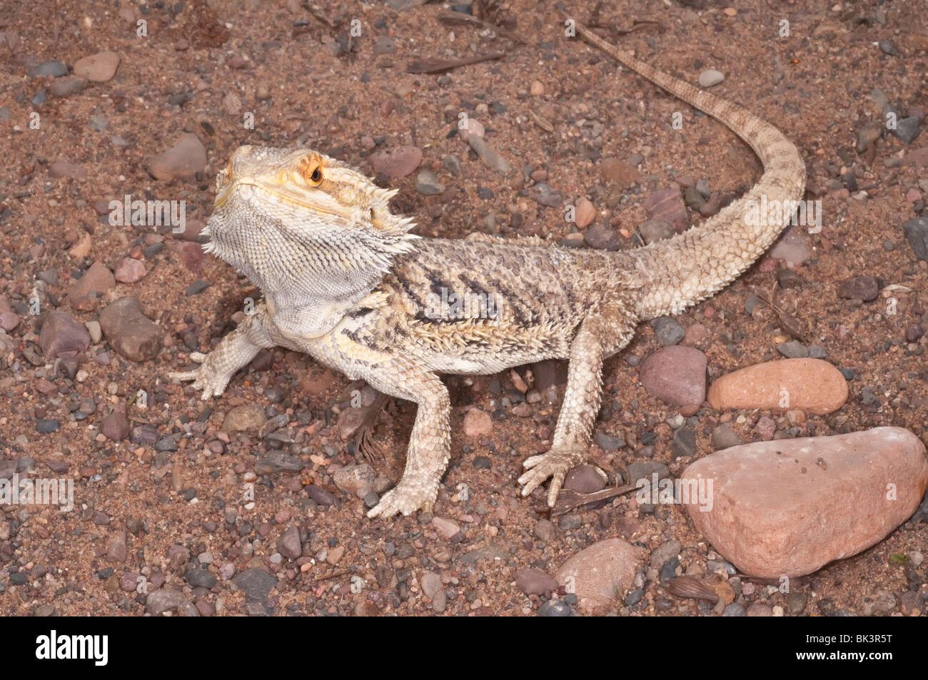 Inland or central bearded dragon, Pogona vitticeps, native to arid and ...