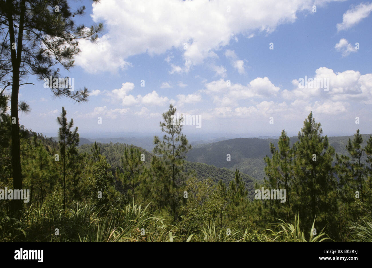 Pine forest and mountains in Belize, Central America Stock Photo - Alamy
