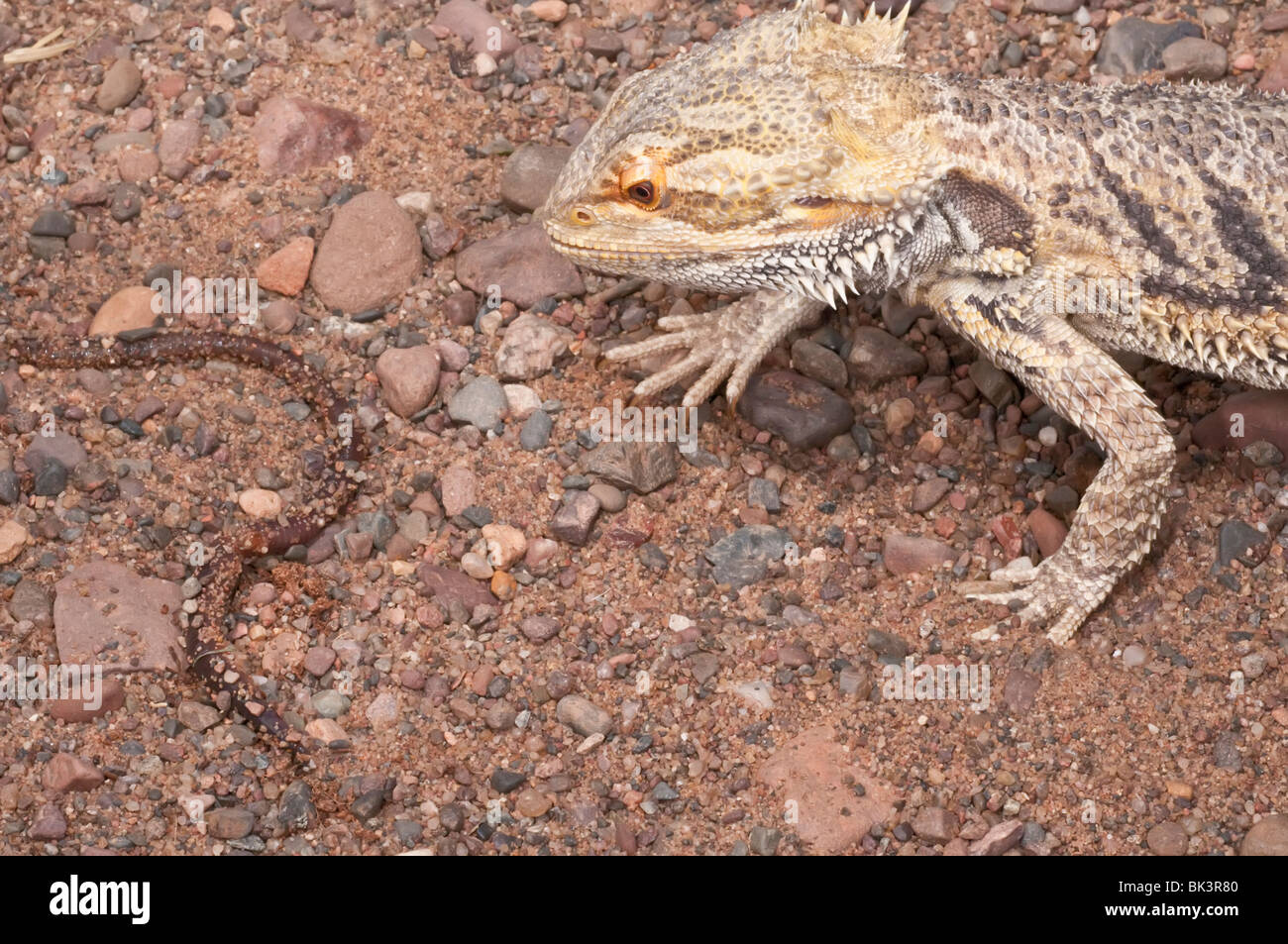 Inland or central bearded dragon, Pogona vitticeps, native to arid and ...