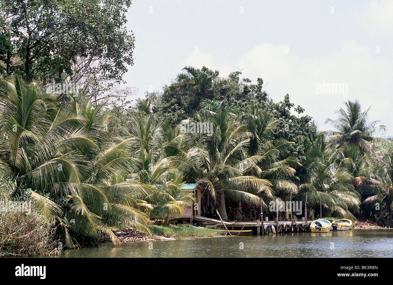 Palm trees with a boat landing in Belize Stock Photo - Alamy