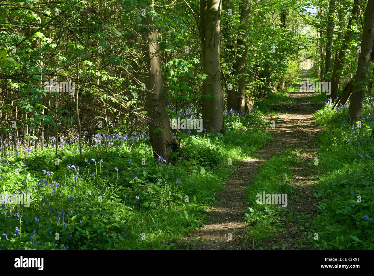 Path through the wood Stock Photo - Alamy