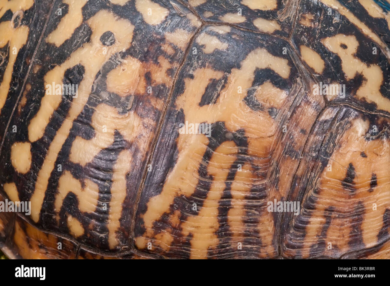 Eastern box turtle carapace, Terrapene carolina carolina, native to ...