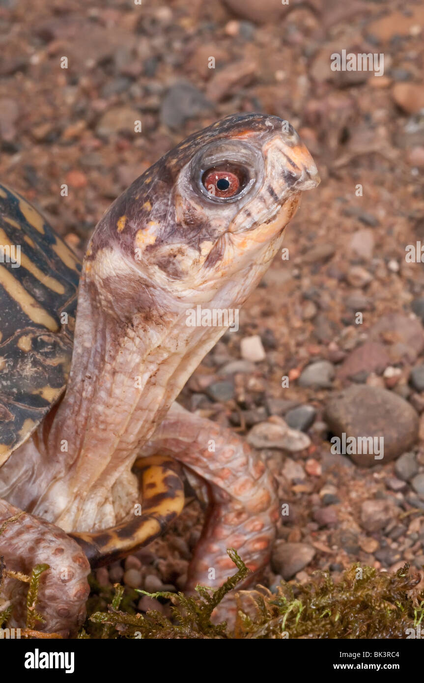 Eastern box turtle, Terrapene carolina carolina, native to eastern ...