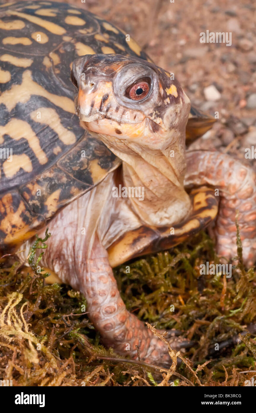Eastern box turtle, Terrapene carolina carolina, native to eastern ...