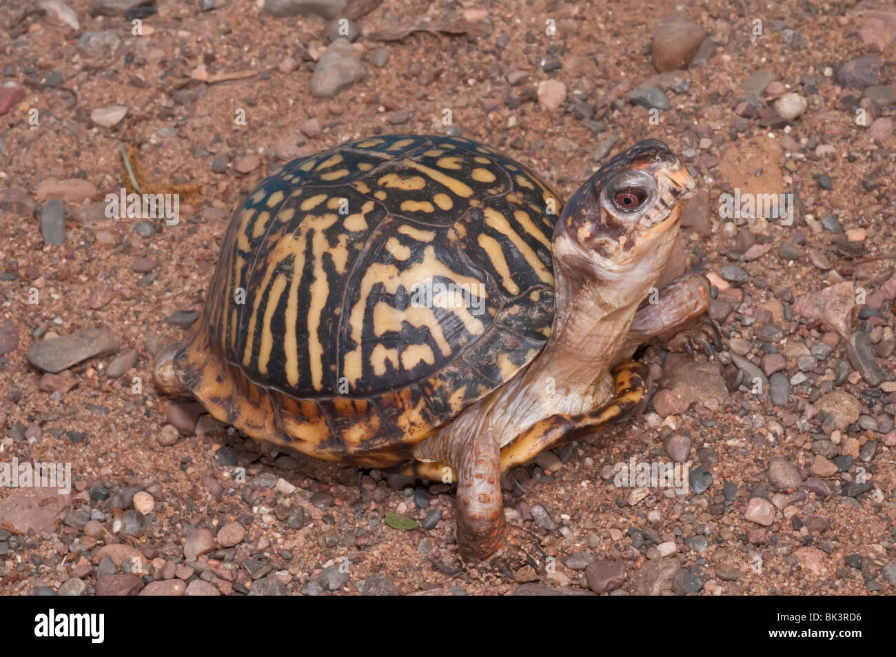 Eastern box turtle, Terrapene carolina carolina, native to eastern ...
