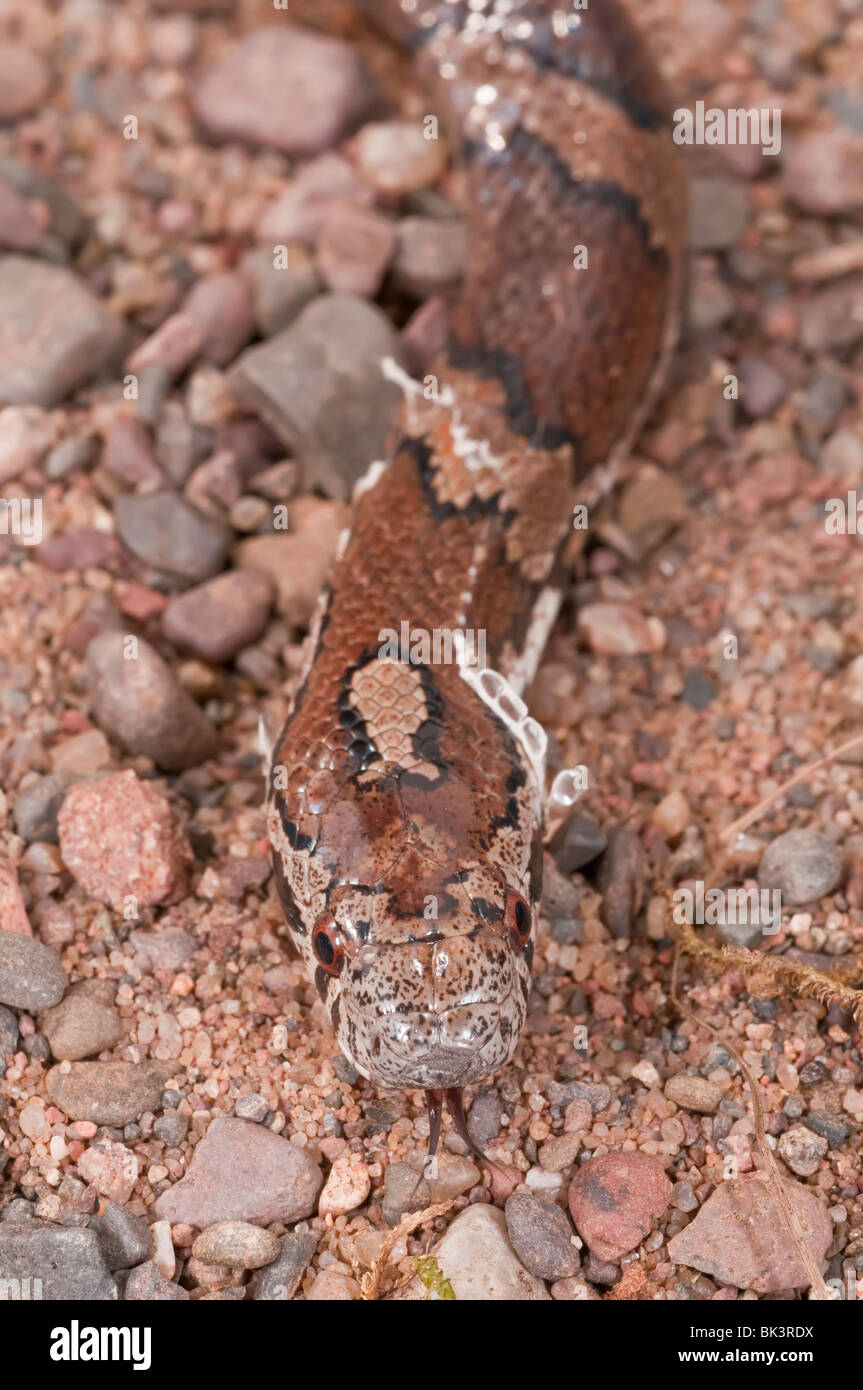 Eastern milk snake, Lampropeltis triangulum triangulum, juvenile ...
