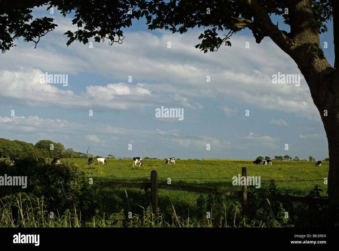 Cows in Lancashire Field Stock Photo - Alamy