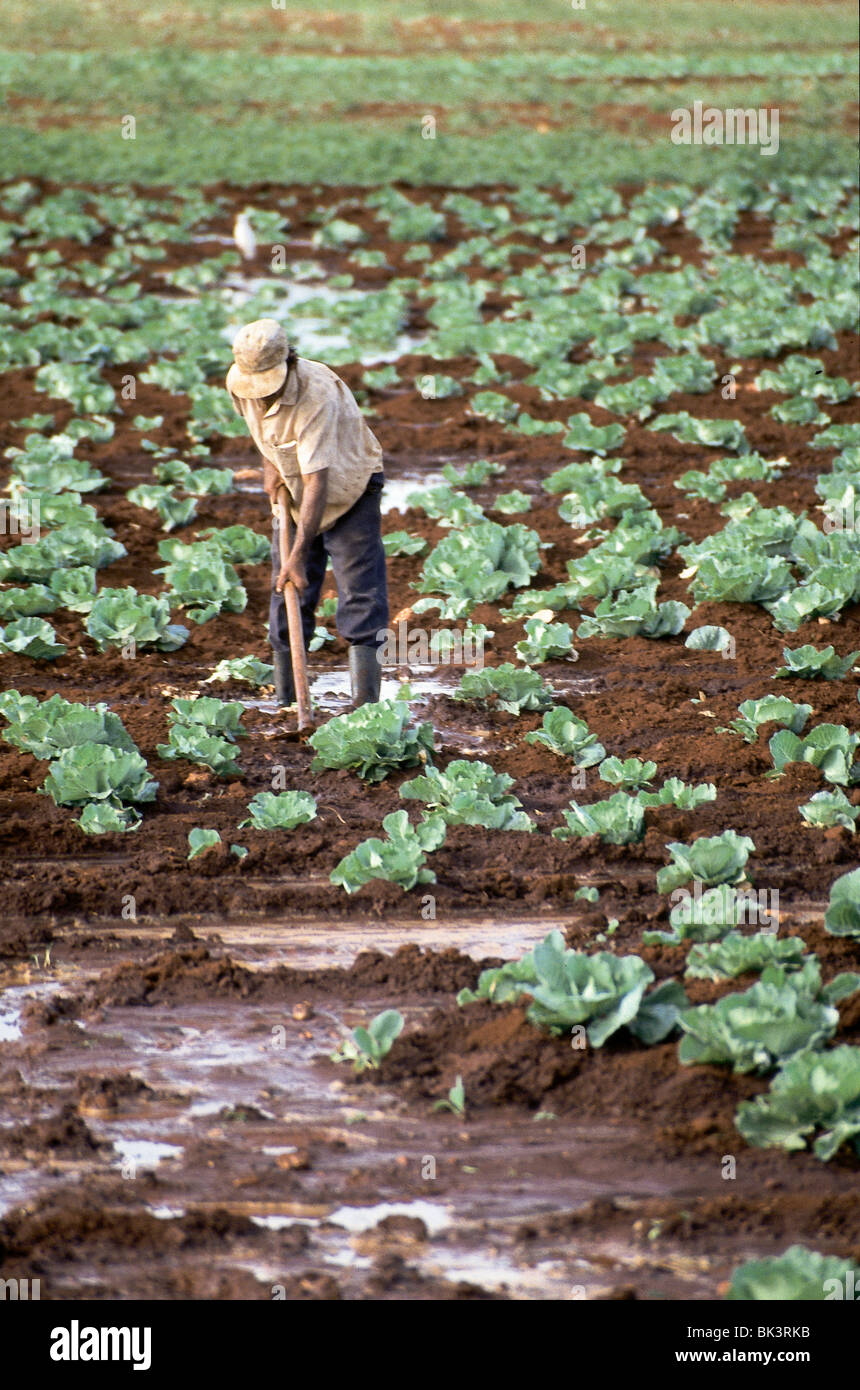 Hoeing hi-res stock photography and images - Alamy