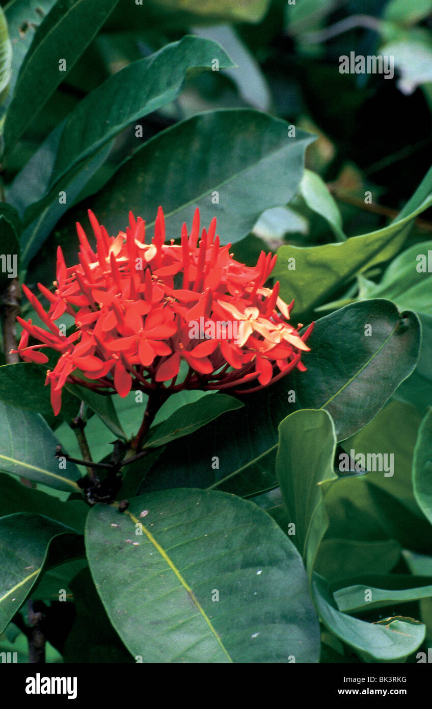 Ixora coccinea commonly known as jungle geranium hi-res stock ...