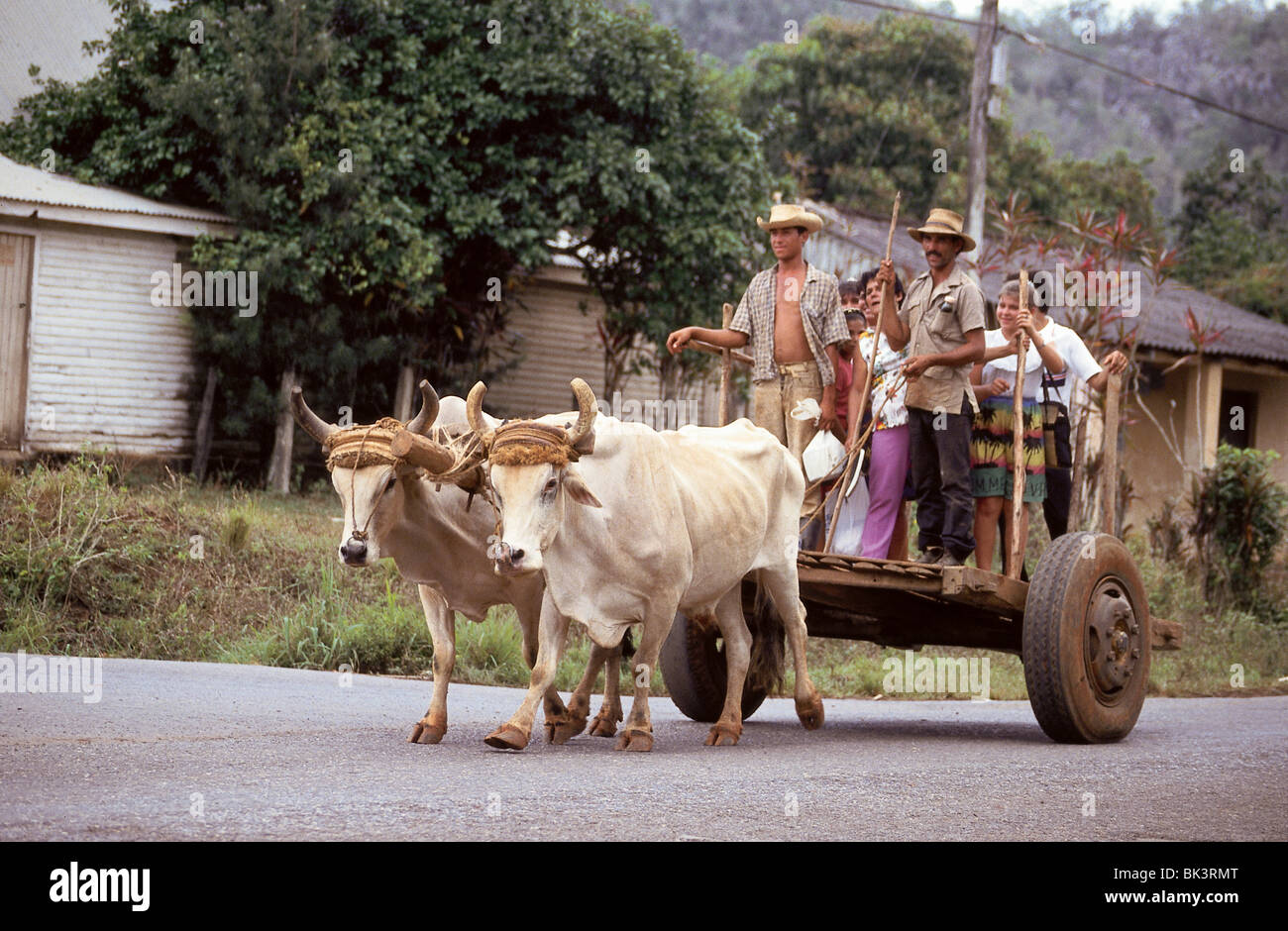 Oxen pulling a cart in Vinales, Pinar del Rio Province, Cuba Stock ...
