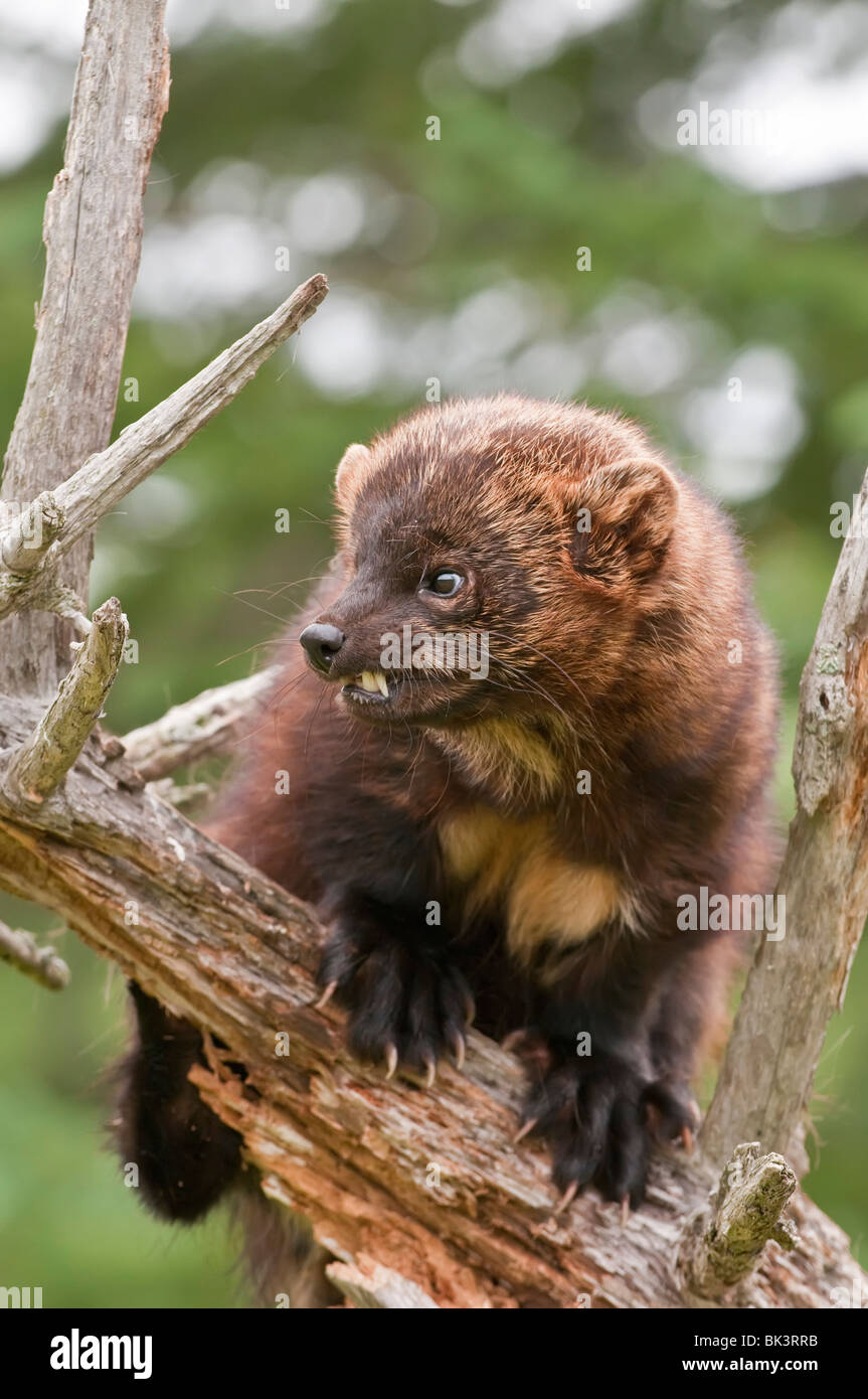 Fisher pennanti pekan animal usa hi-res stock photography and images ...