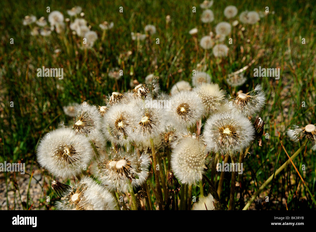 Autumn dandelion seeds hi-res stock photography and images - Alamy