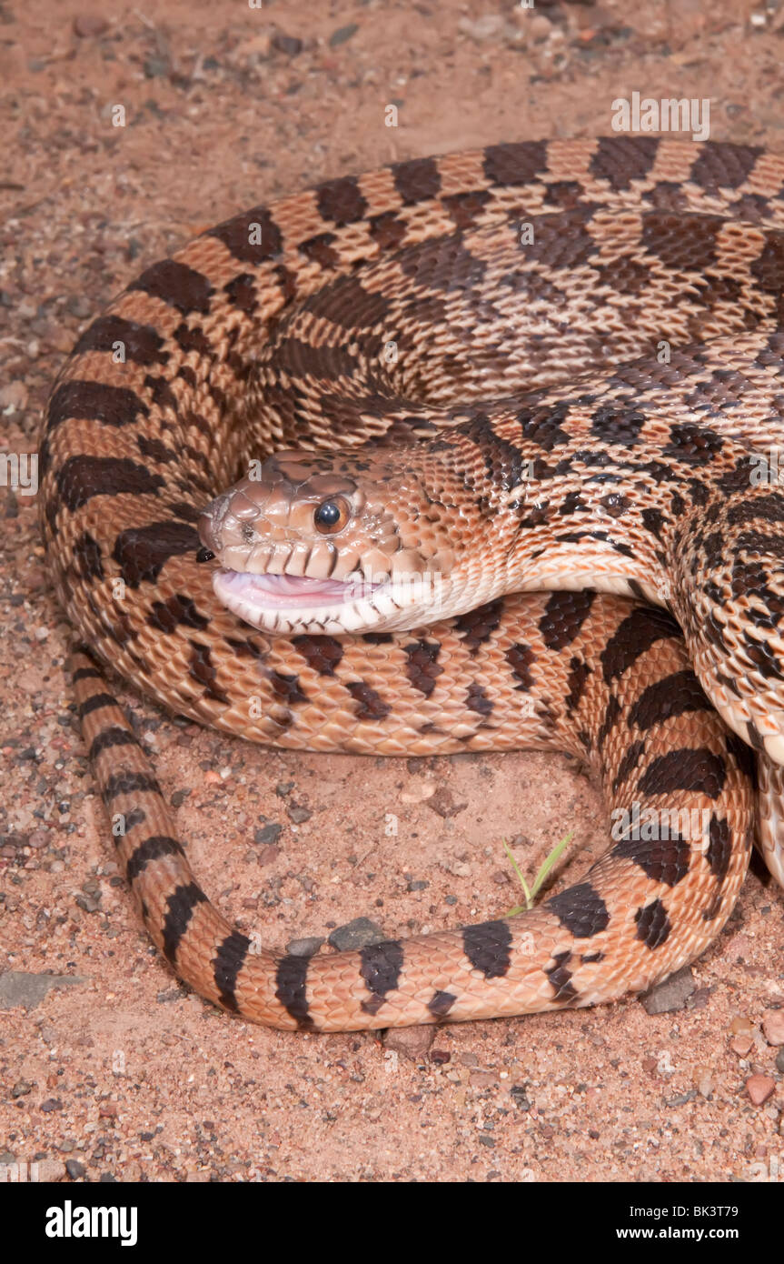 Texas bull snake, Pituophis catinefer sayi, native to southern ...