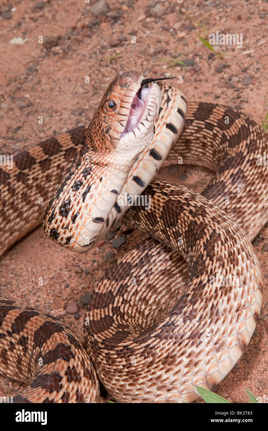 Common bull snake hi-res stock photography and images - Alamy