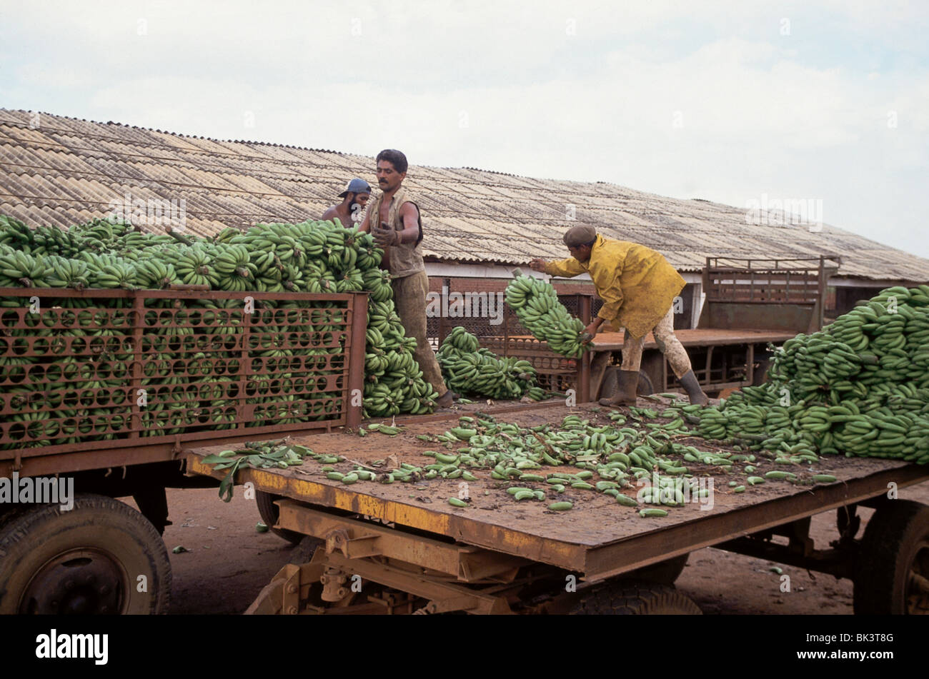 Farm workers lifting crops hi-res stock photography and images - Alamy