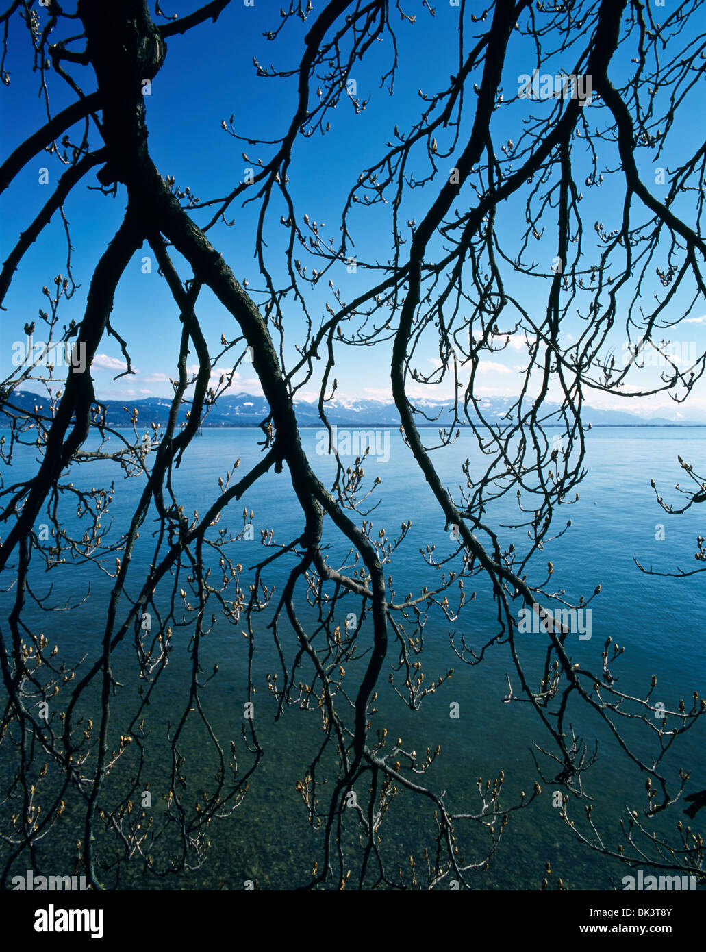 View through the branches of a tree onto lake Constance and the Alps in ...