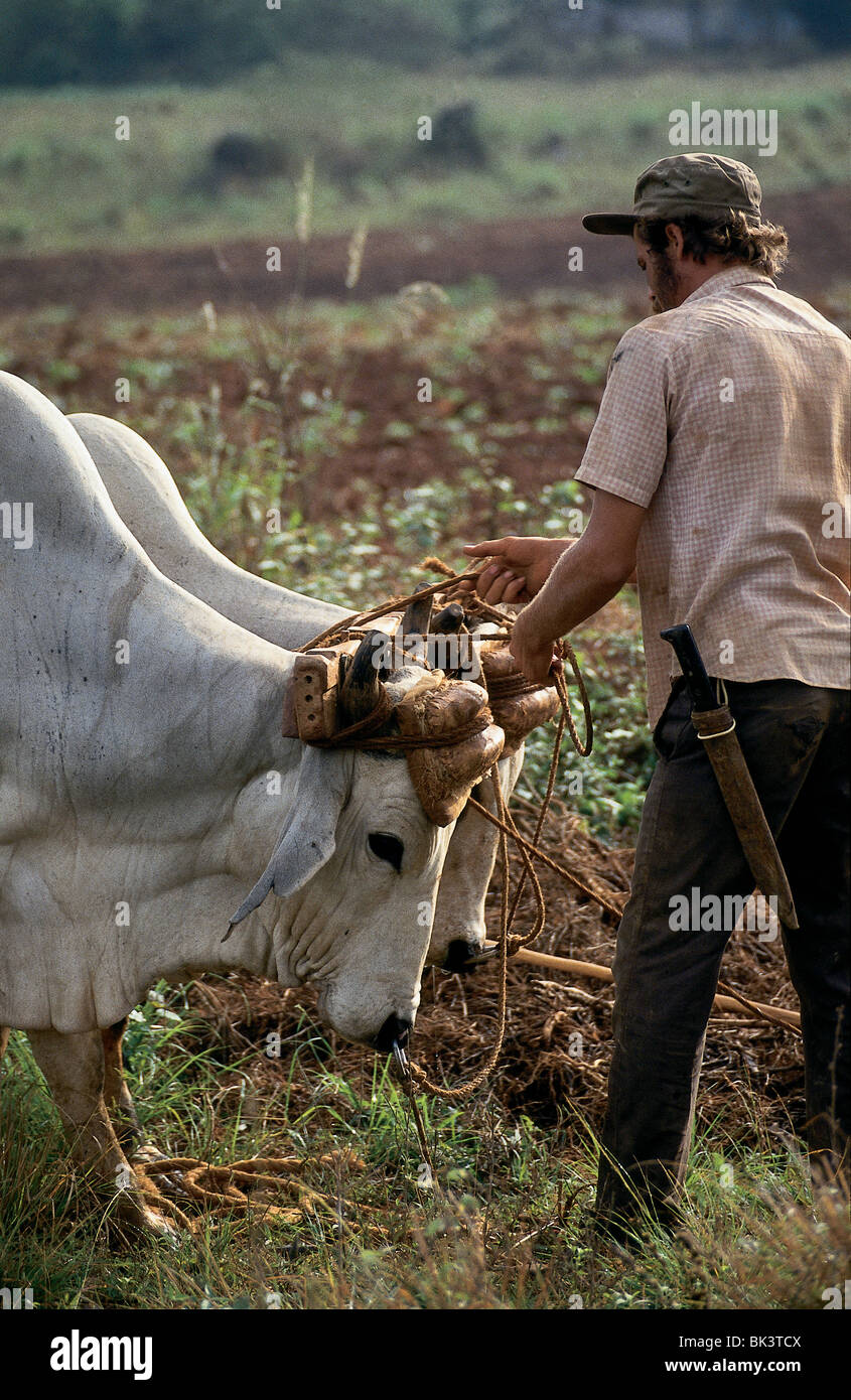 Ox yoke hi-res stock photography and images - Alamy