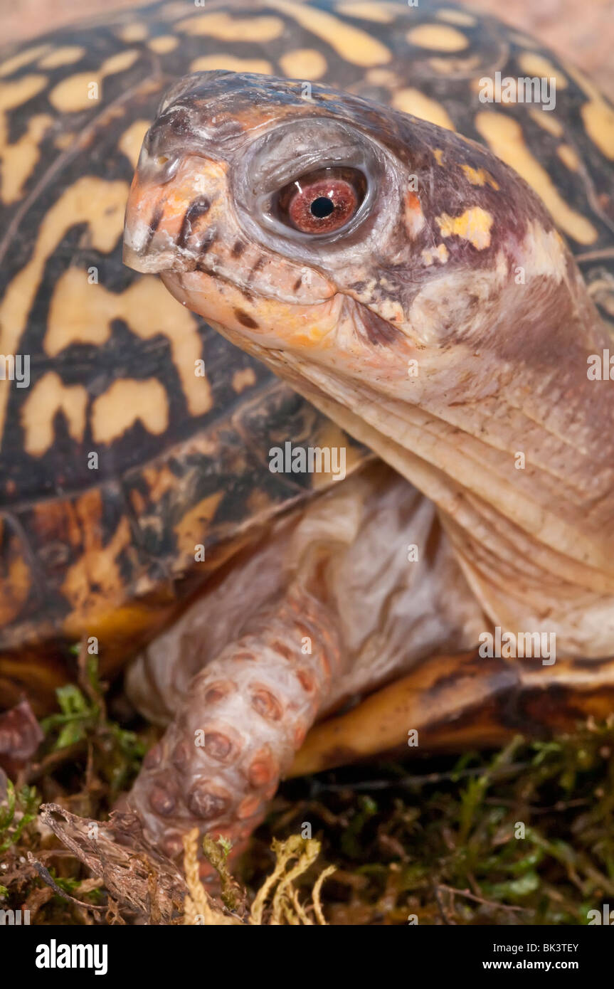 Eastern box turtle, Terrapene carolina carolina, native to eastern ...