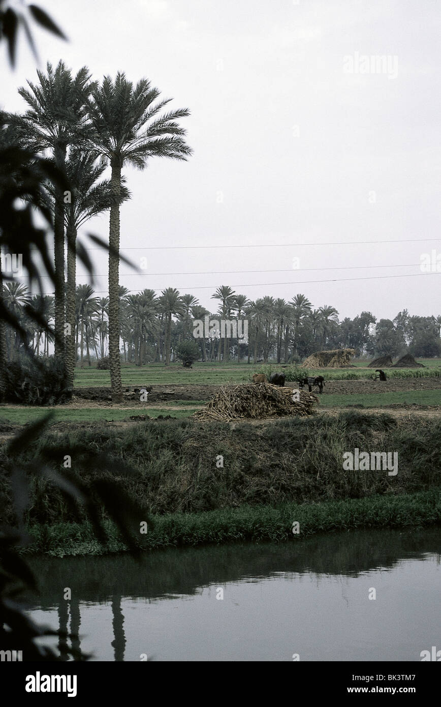Rural landscape with palm trees and farmland along water in Egypt Stock ...