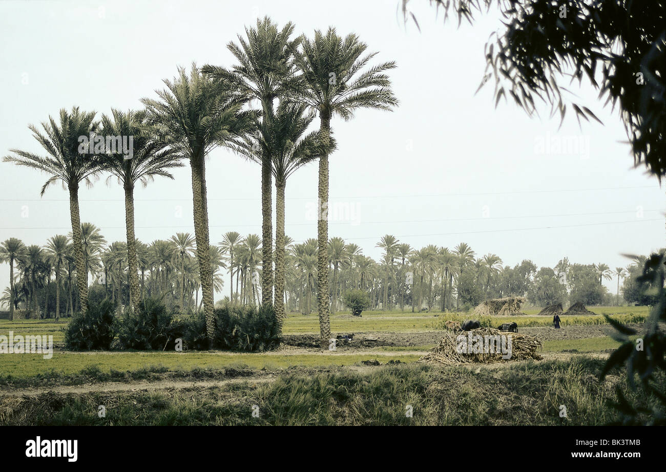 Rural landscape with palm trees and farmland in Egypt Stock Photo - Alamy