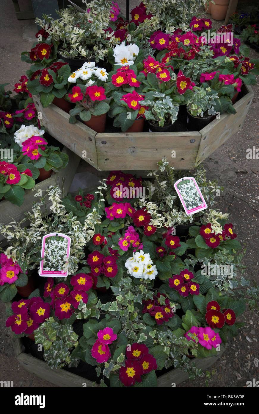 Polyanthus display hi-res stock photography and images - Alamy