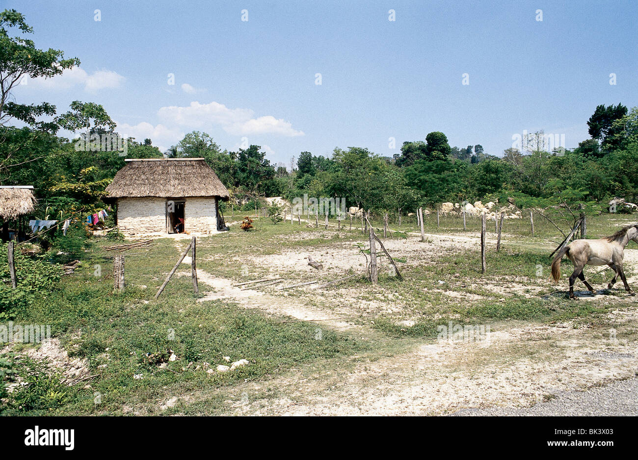 Rural house with thatched roof, in Guatemala Stock Photo - Alamy