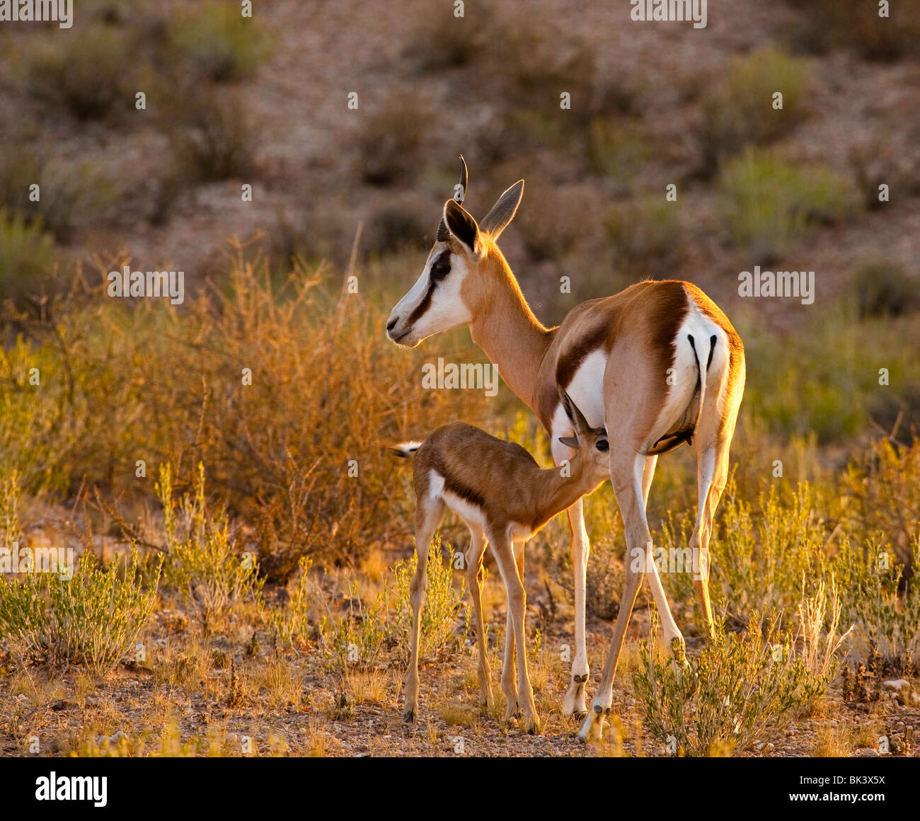 Springbok with young hi-res stock photography and images - Alamy