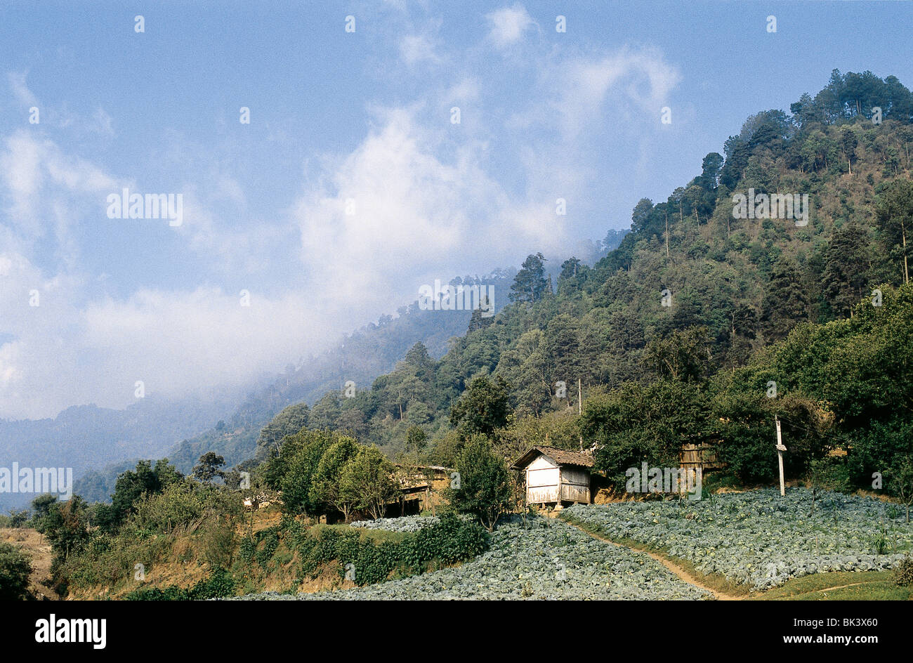 Guatemalan farms hi-res stock photography and images - Alamy