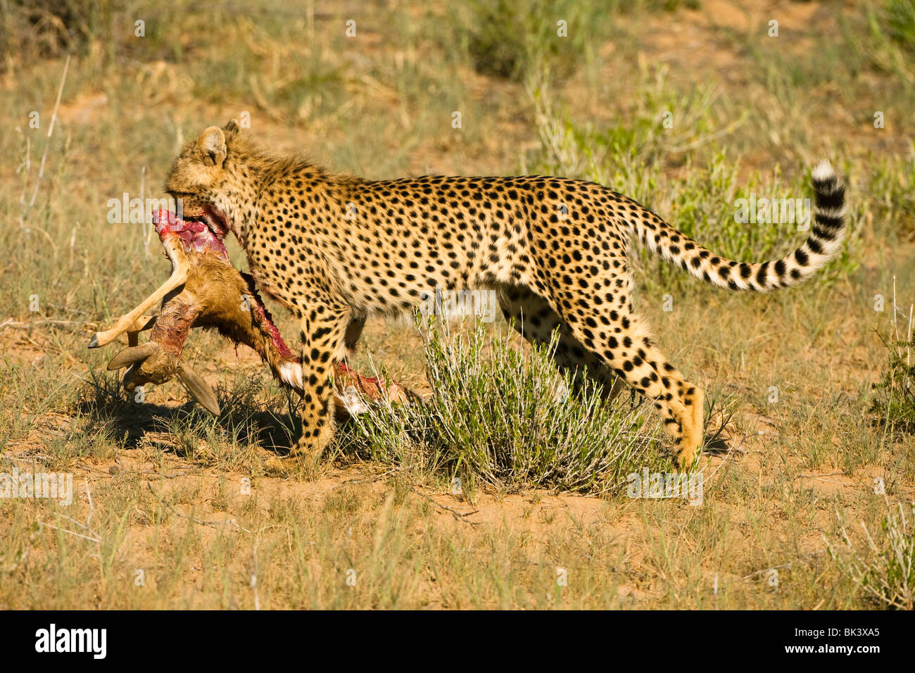 Springbok and cheetah hi-res stock photography and images - Alamy