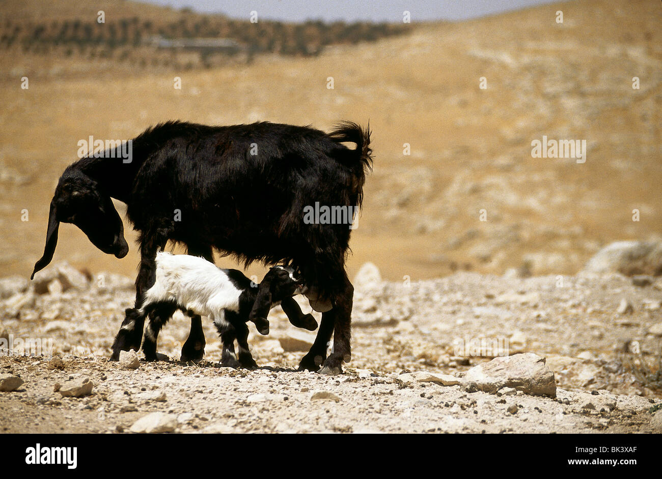 Baby goat feeding from it's mother in the Middle East Hashemite Kingdom ...
