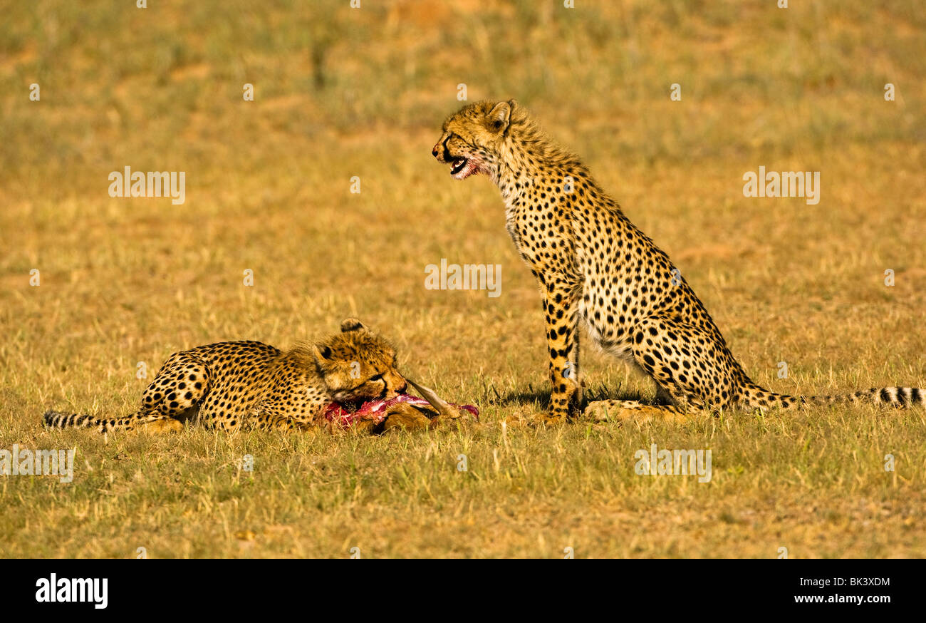 cheetahs at kill Stock Photo - Alamy