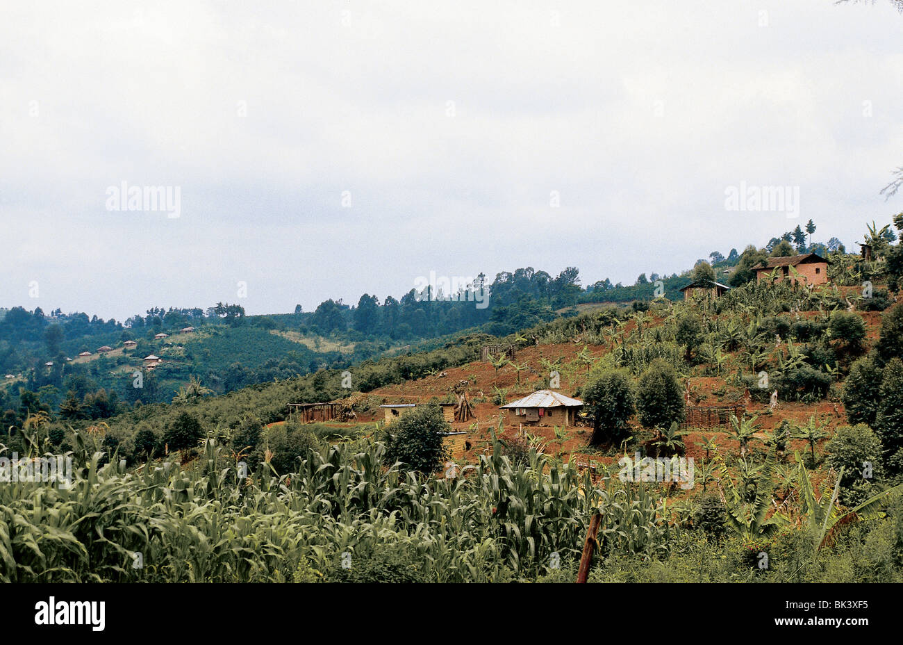 Rural scene with a terraced landscape with houses in Kenya, East Africa ...