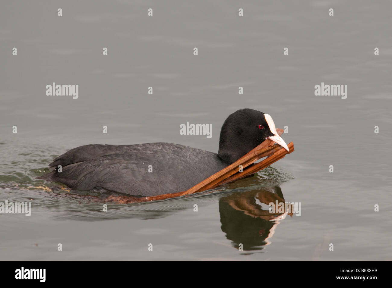 Coot with nesting material Stock Photo - Alamy