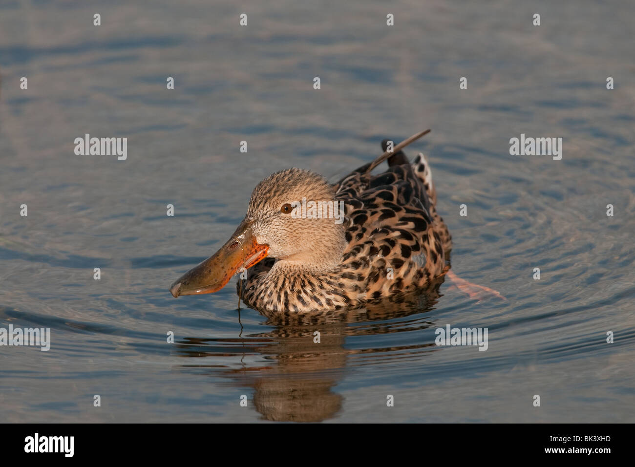 Female shoveler duck Stock Photo - Alamy