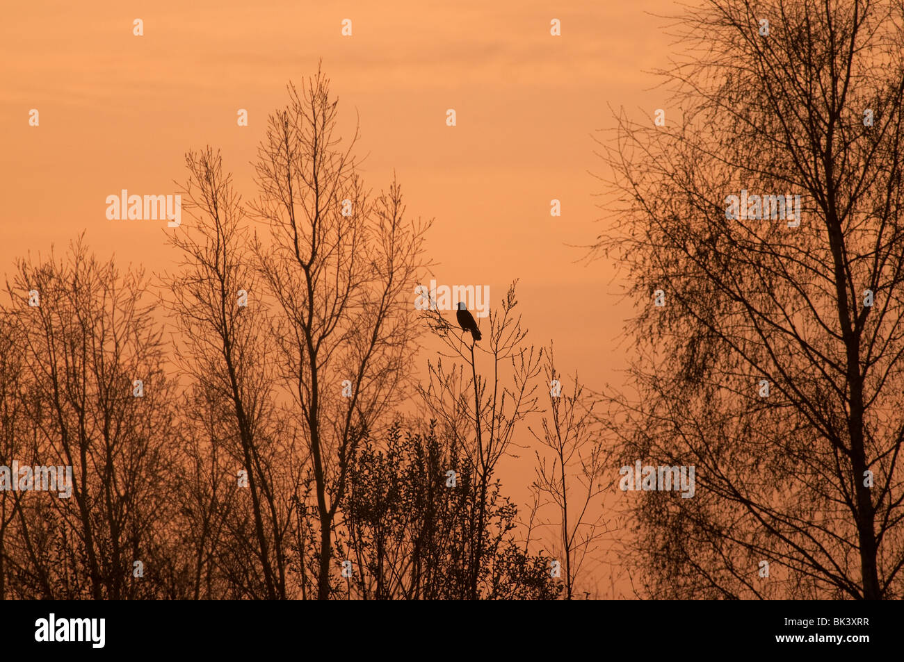 Crow at sunrise Stock Photo - Alamy