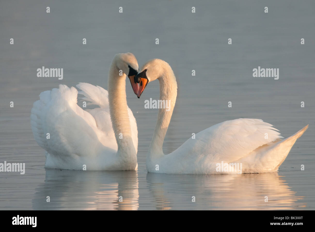 Intimate swans hi-res stock photography and images - Alamy