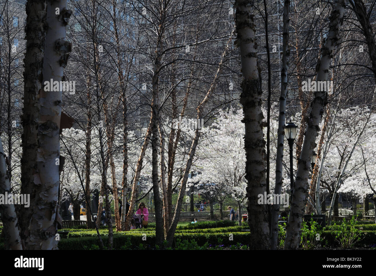 Cherry trees blooming in Battery Park City, a neighborhood of Lower ...