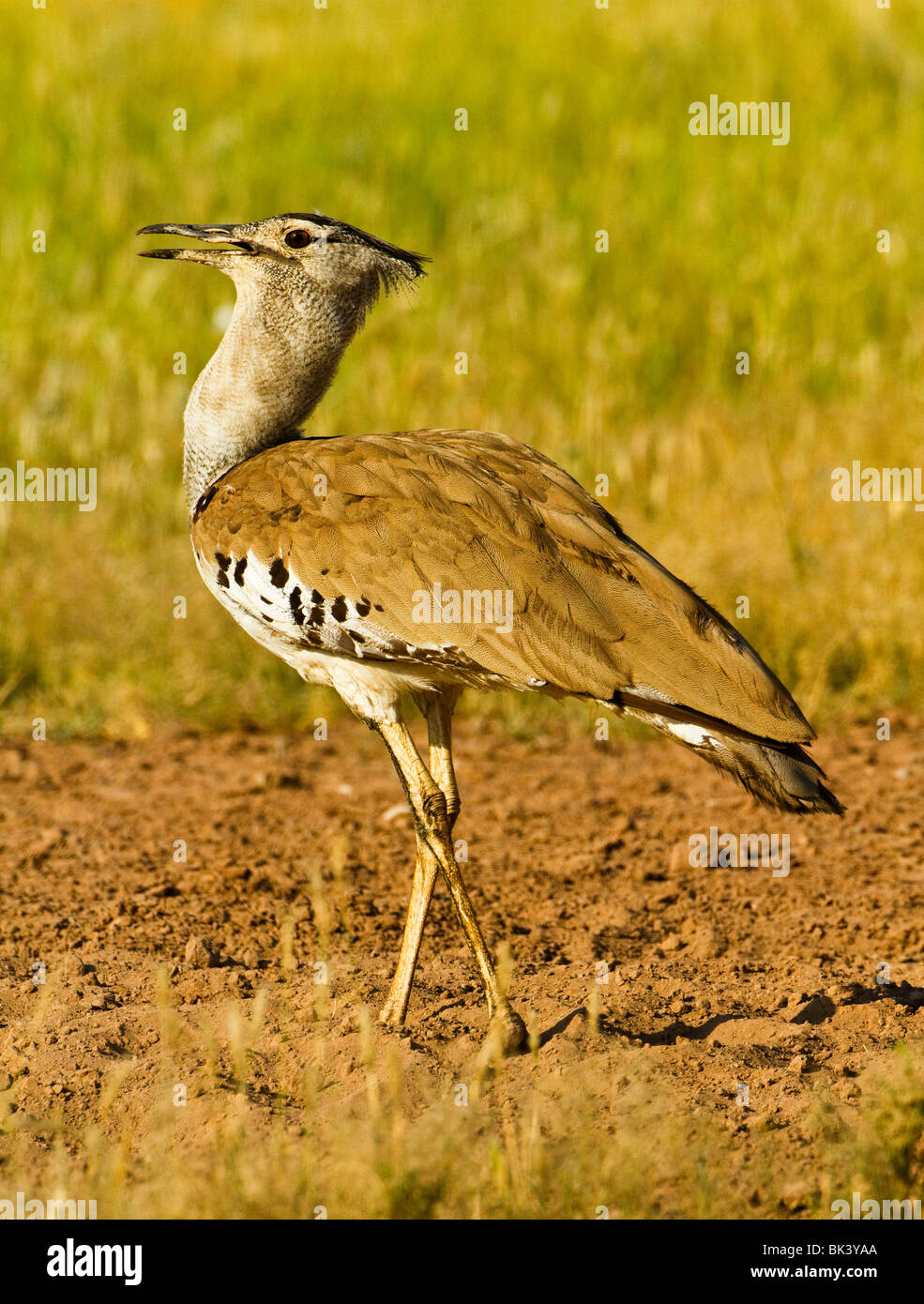 Basterd hi-res stock photography and images - Alamy