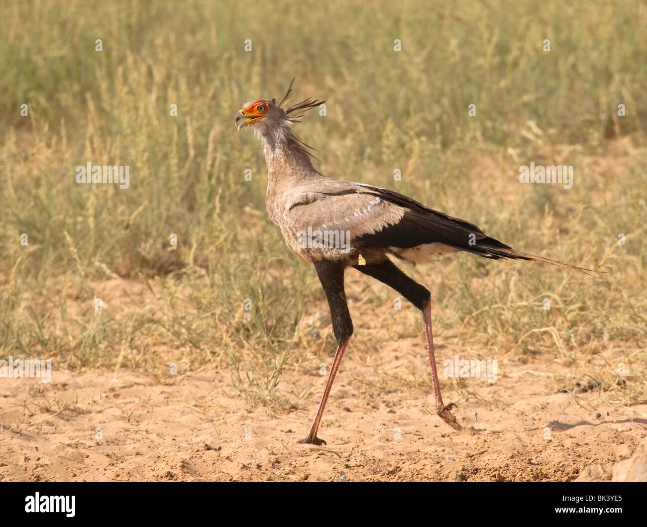 Secretarybird hi-res stock photography and images - Alamy
