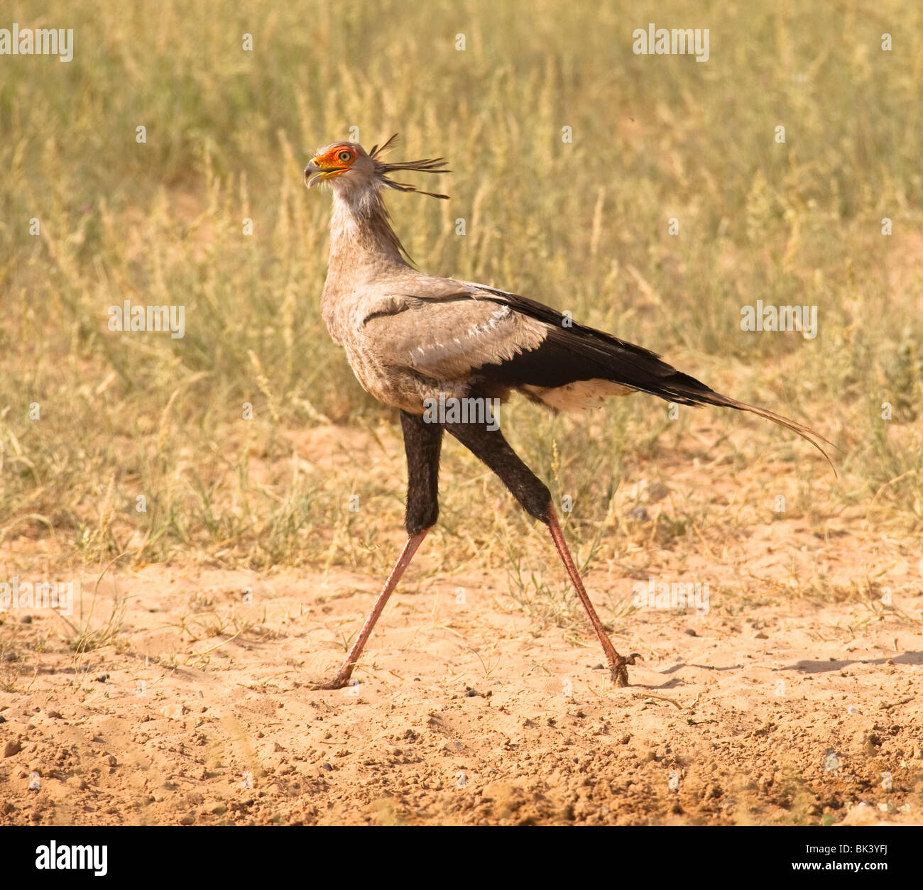 Secretarybird hi-res stock photography and images - Alamy