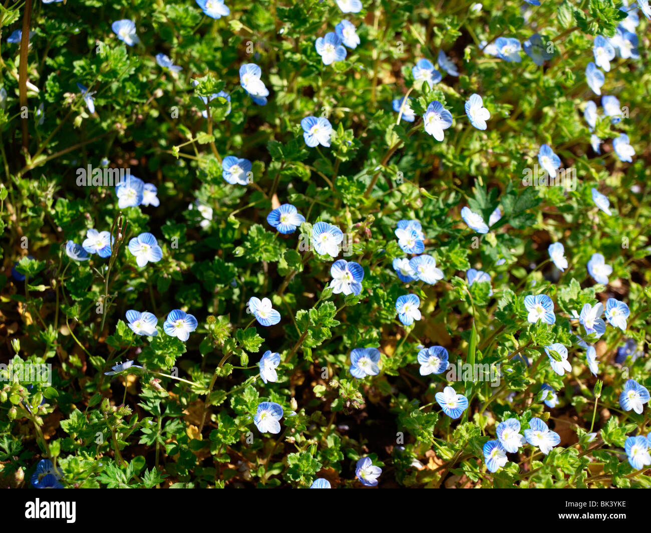 Flowers of St. Joseph Stock Photo - Alamy