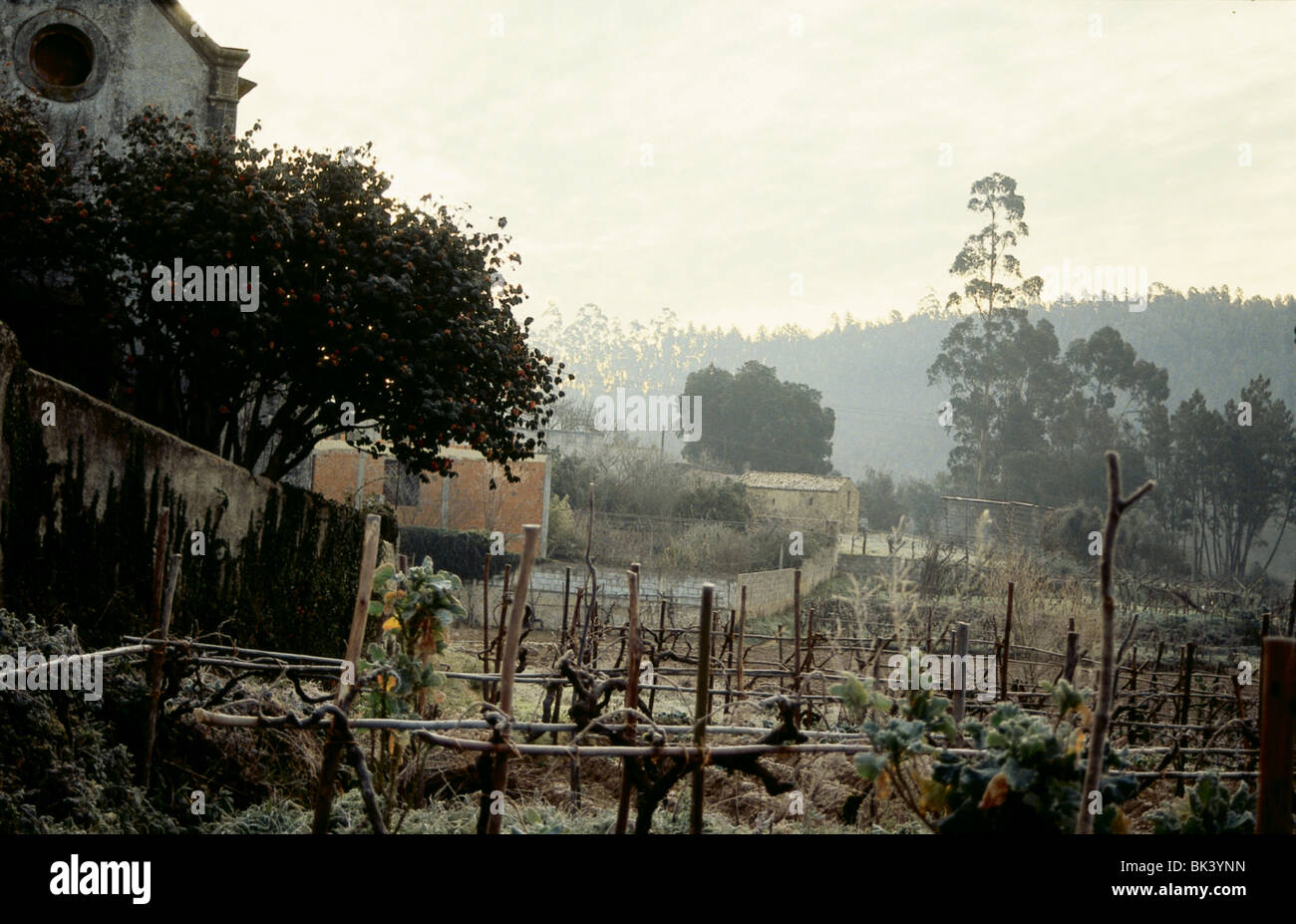 Vineyard, buildings and rural landscape in Portugal Stock Photo - Alamy