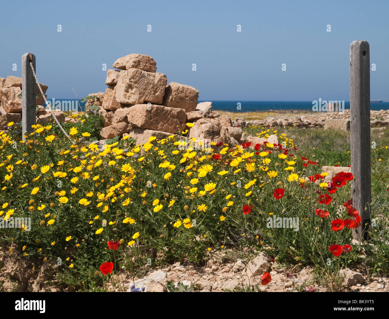 Paphos cyprus growing hi-res stock photography and images - Alamy