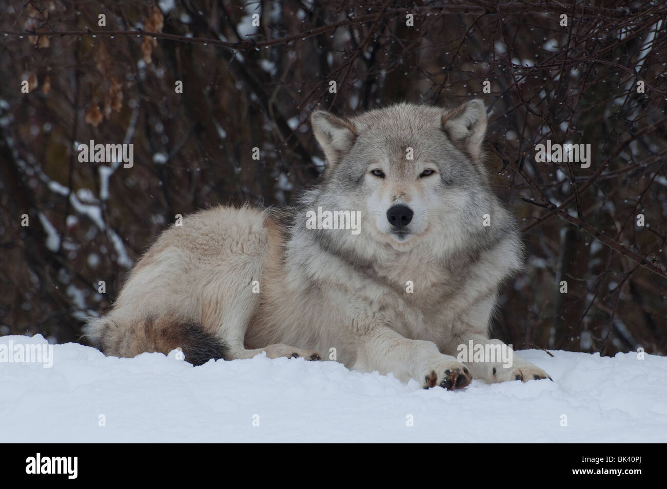 A Timber Wolf in the snow Stock Photo - Alamy